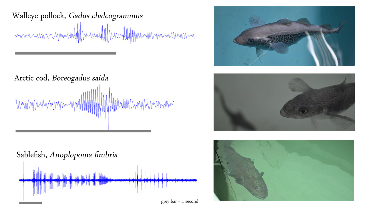 Detection and classification of marine animal sounds using deep ...